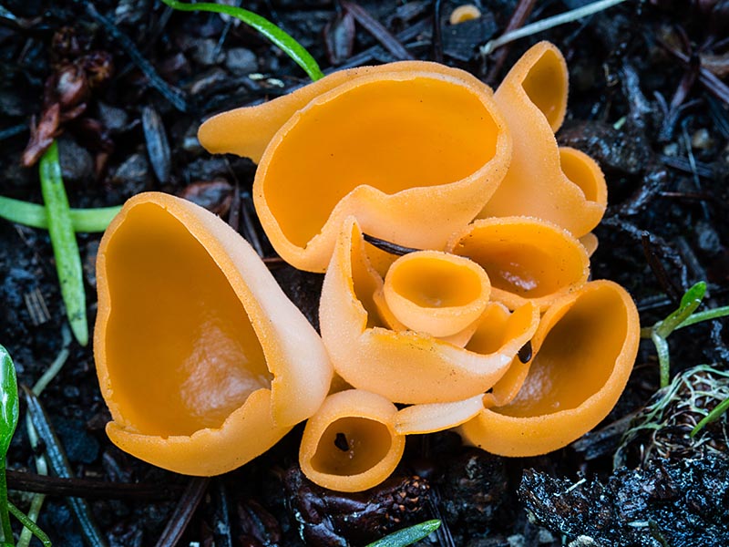 California Fungi: Aleuria aurantia