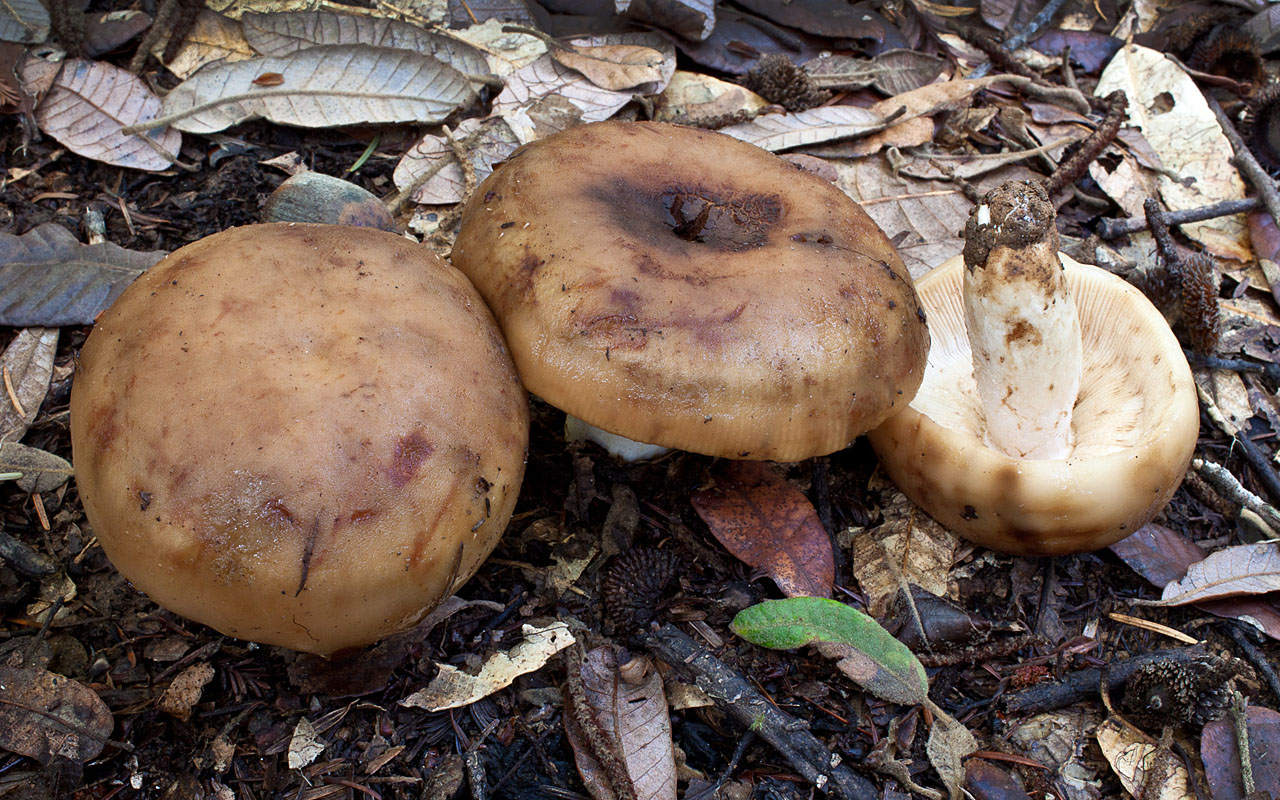 California Fungi: Russula fragrantissima