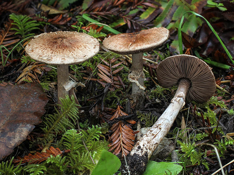 California Fungi: Agaricus arorae