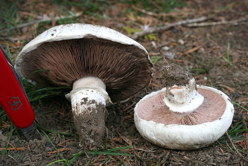 California Fungi: Agaricus bernardii