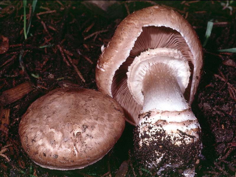 California Fungi: Agaricus brunneofibrillosus