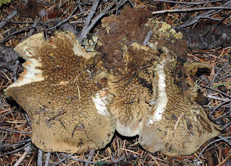 California Fungi: Albatrellus ellisii