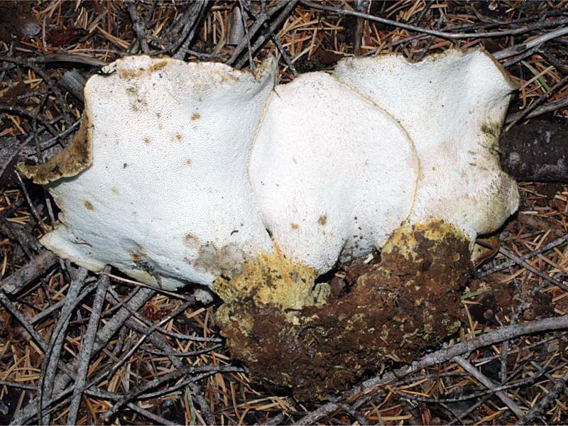 California Fungi: Albatrellus ellisii