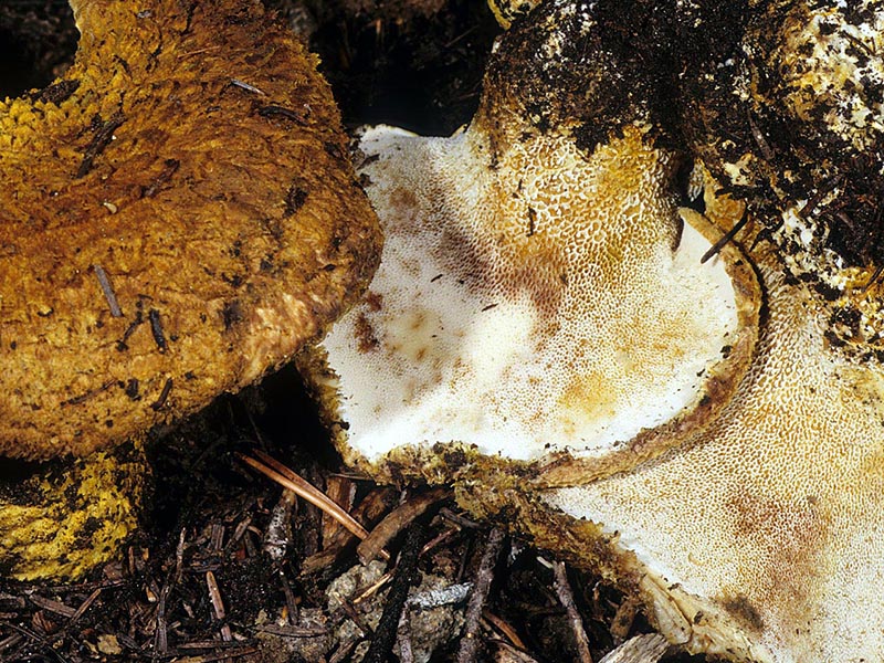 California Fungi: Albatrellus ellisii
