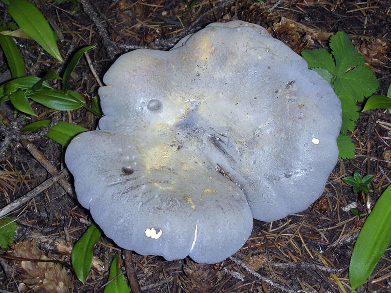 California Fungi: Albatrellus flettii