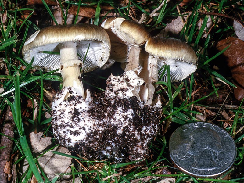 California Fungi: Amanita phalloides