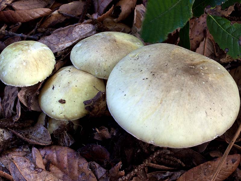 California Fungi: Amanita phalloides