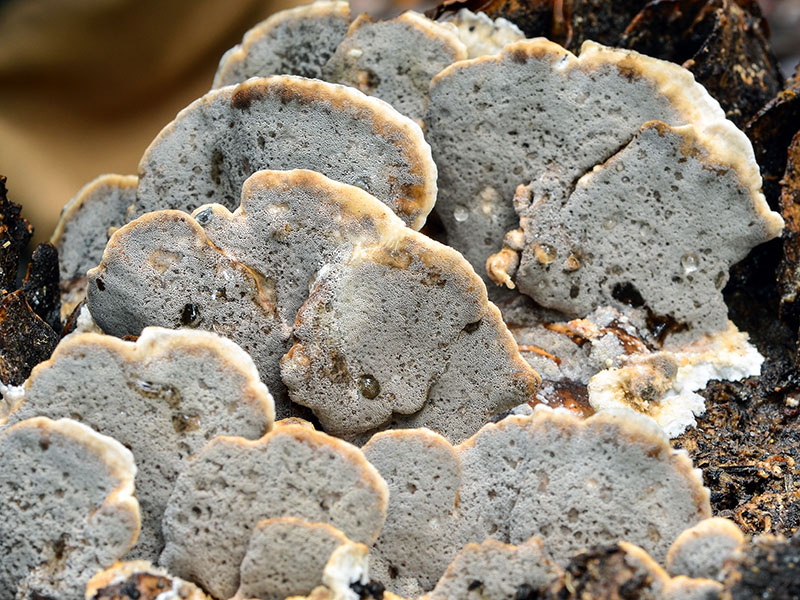 California Fungi: Bjerkandera adusta