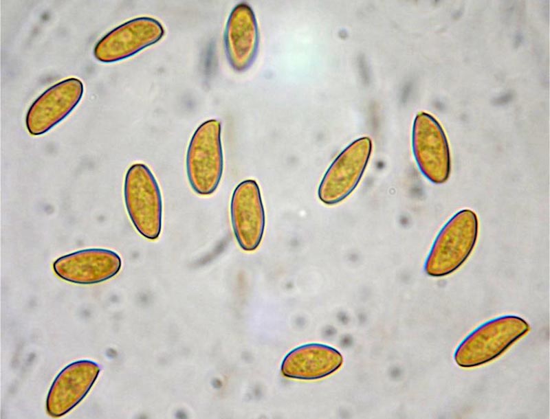 California Fungi: Bolbitius reticulatus