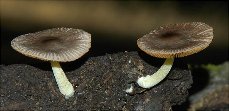 California Fungi: Bolbitius reticulatus