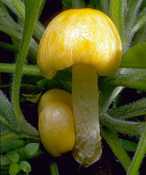 PLANTAS DO MUNDO TODO CULTIVO E CURIOSIDADES: Bolbitius titubans