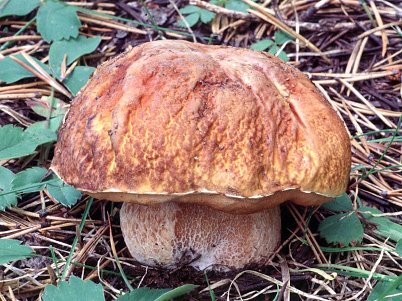 PLANTAS DE TODAS AS ESPECIES: Porcini, Cepe, King Bolete