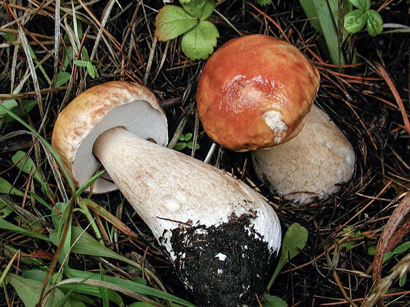 PLANTAS DE TODAS AS ESPECIES: Porcini, Cepe, King Bolete