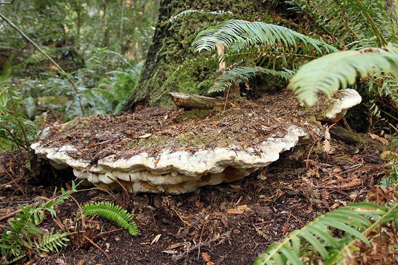 California Fungi: Bridgeoporus nobilissimus