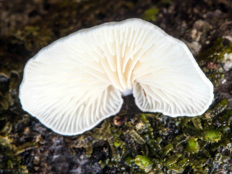 California Fungi: Cheimonophyllum candidissimum