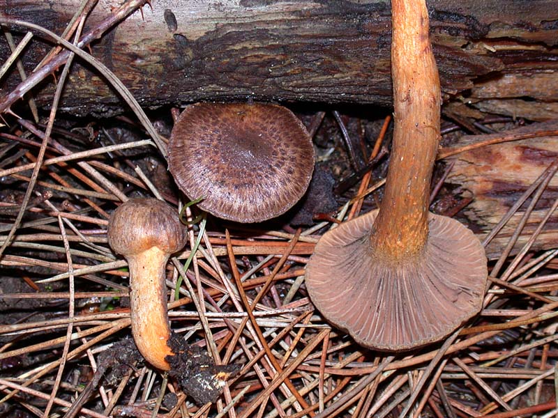 California Fungi: Chroogomphus ochraceus