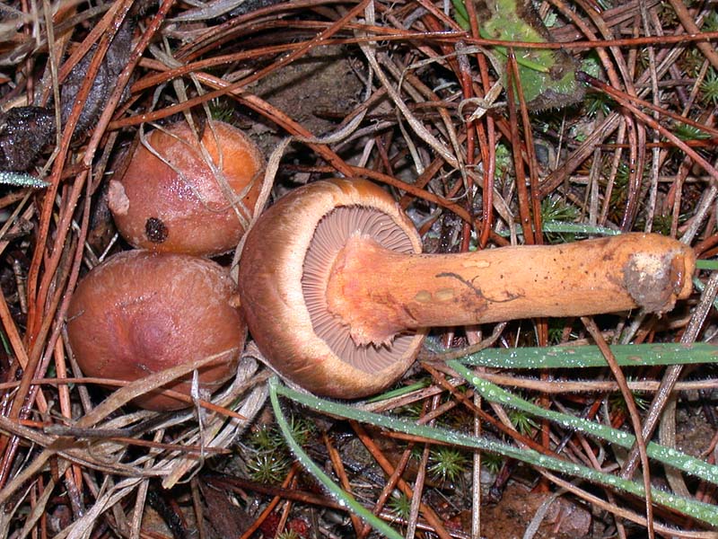 California Fungi: Chroogomphus ochraceus
