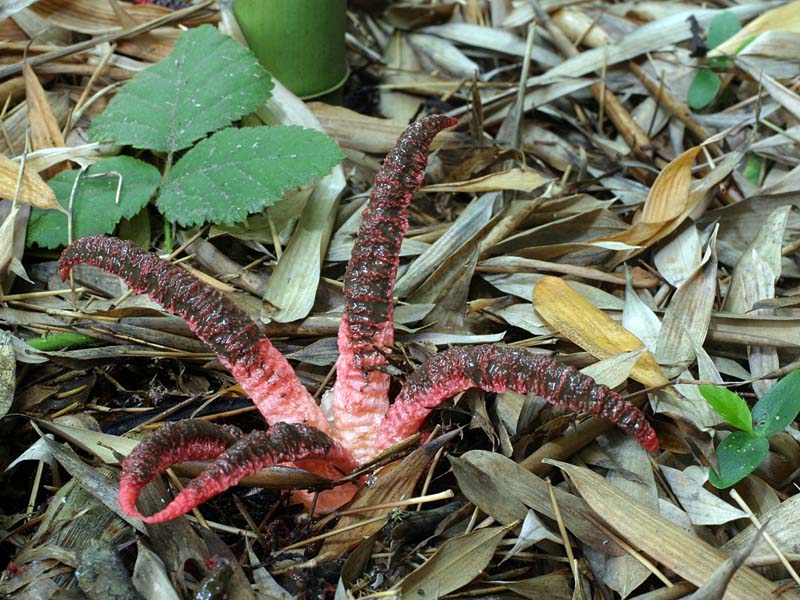 California Fungi: Clathrus archeri
