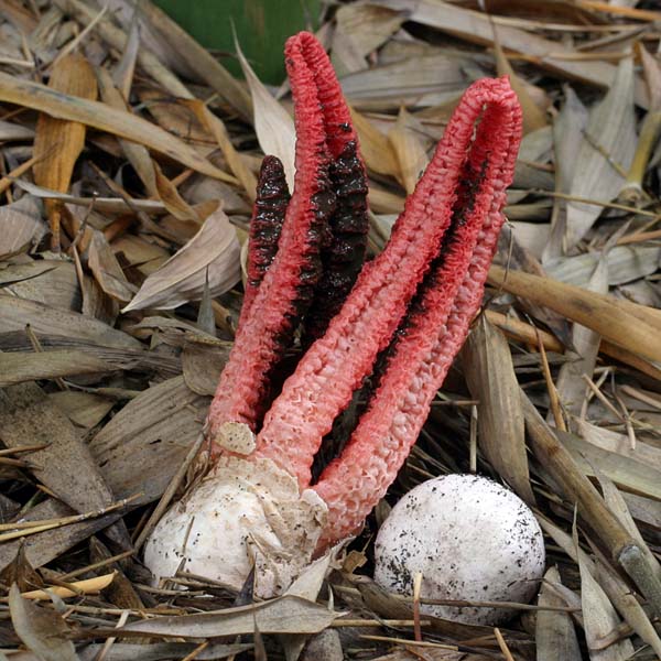 California Fungi: Clathrus archeri