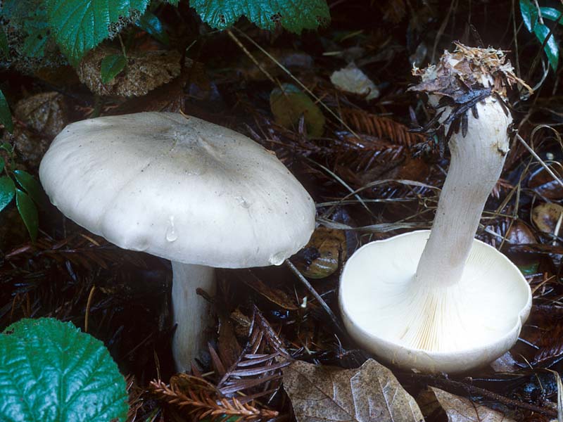California Fungi: Clitocybe nebularis
