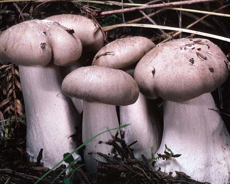 California Fungi: Clitocybe nebularis