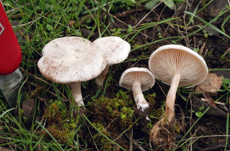 California Fungi: Clitocybe rivulosa