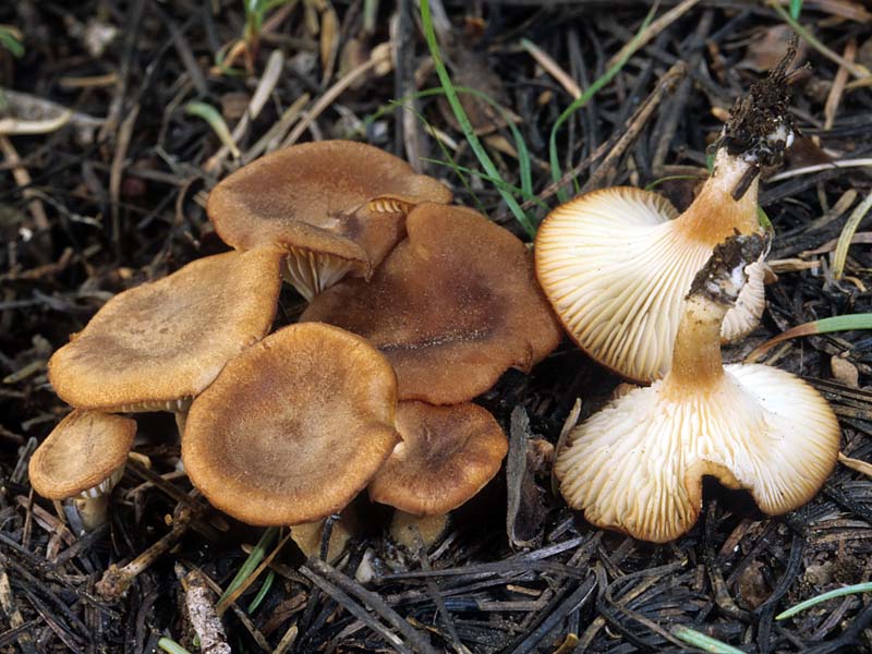 California Fungi: Clitocybe squamulosa