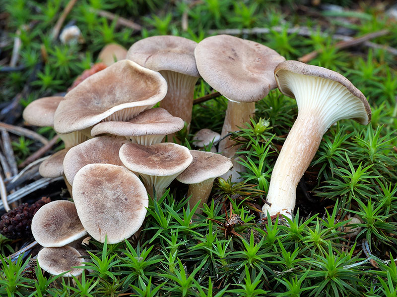 California Fungi: Clitocybe squamulosa