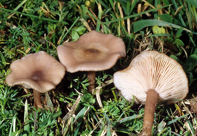 Clitocybe - Alchetron, The Free Social Encyclopedia