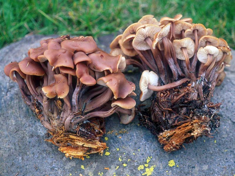 California Fungi: Connopus acervatus