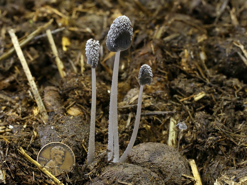 California Fungi: Coprinopsis radiata