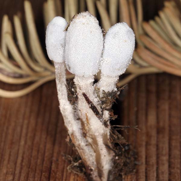 California Fungi: Coprinopsis stercorea