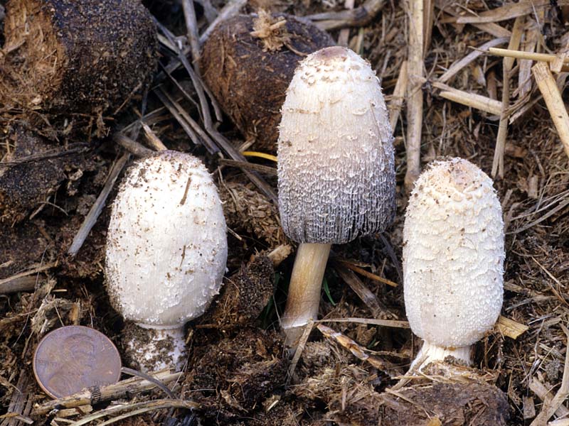 California Fungi: Coprinus sterquilinus