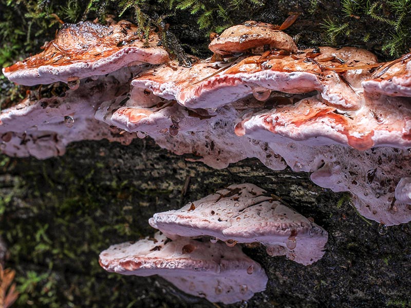 California Fungi: Rhodofomes cajanderi