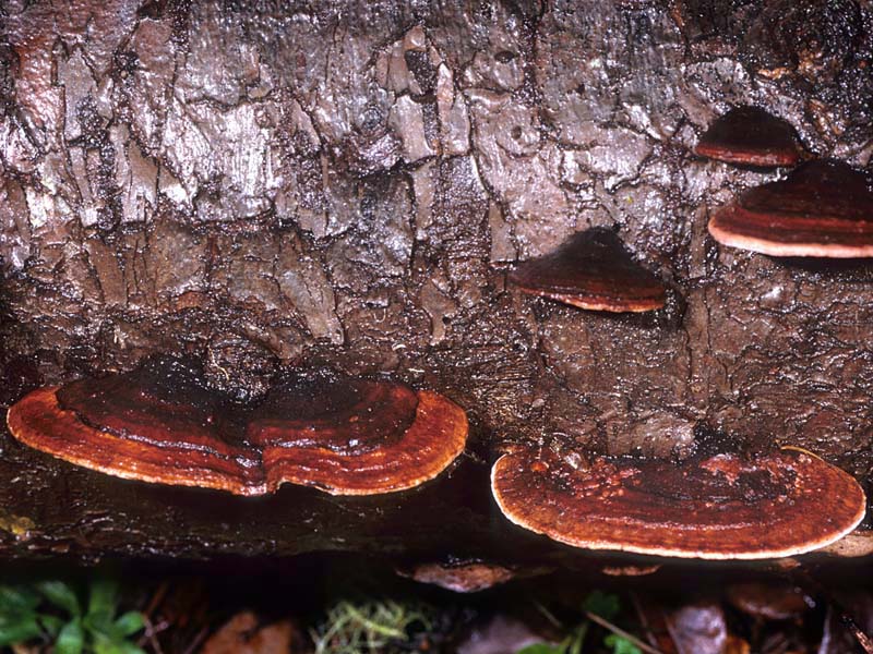 California Fungi: Rhodofomes cajanderi