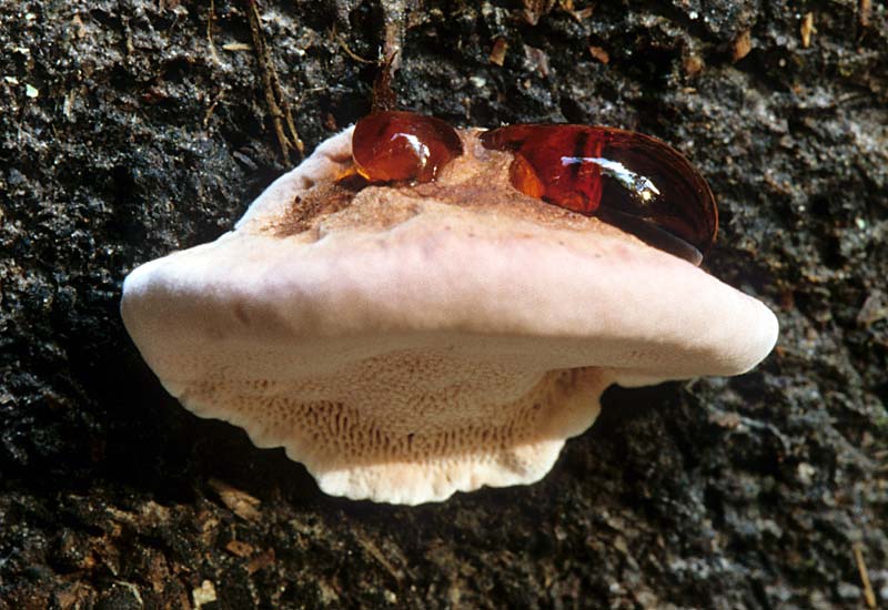 California Fungi: Rhodofomes cajanderi