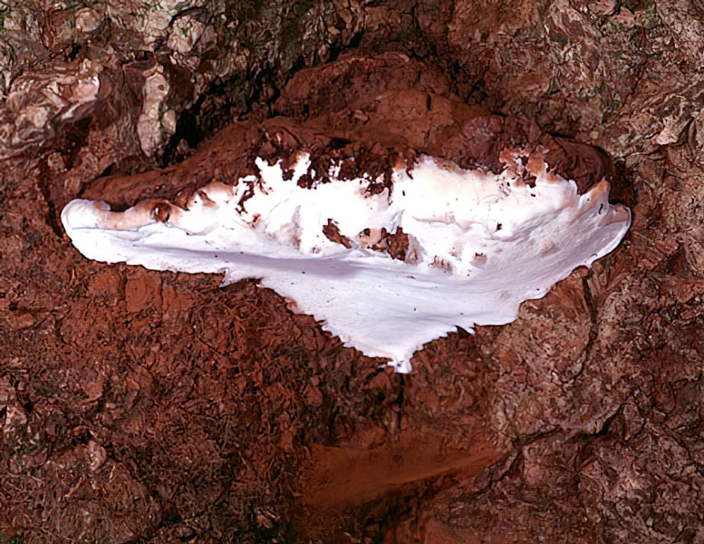 California Fungi: Ganoderma applanatum