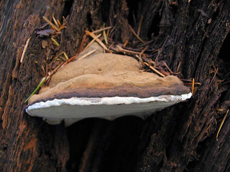 California Fungi: Ganoderma applanatum
