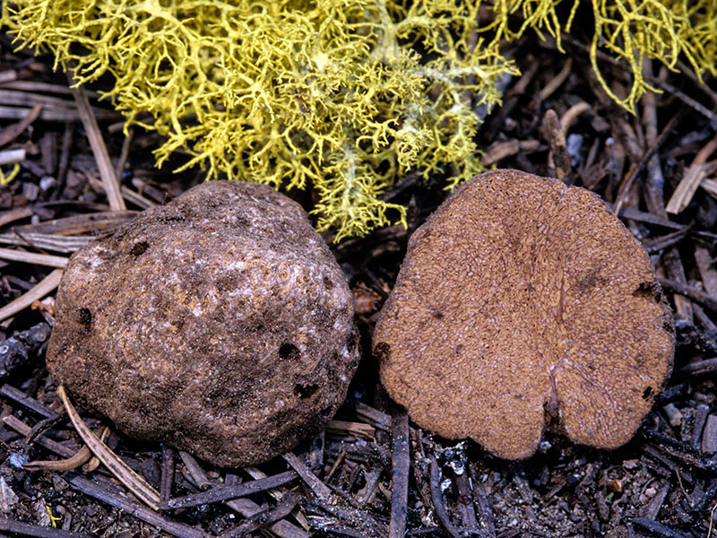 California Fungi: Gautieria monticola
