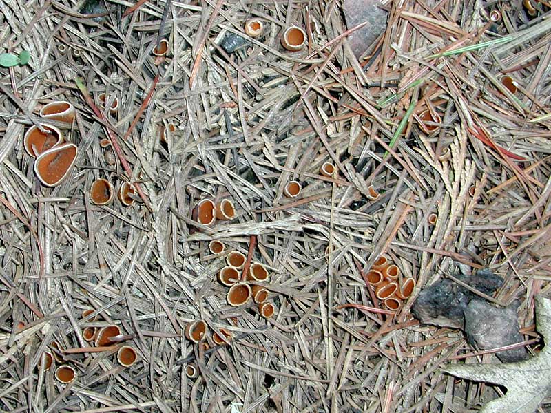 California Fungi: Geopyxis carbonaria