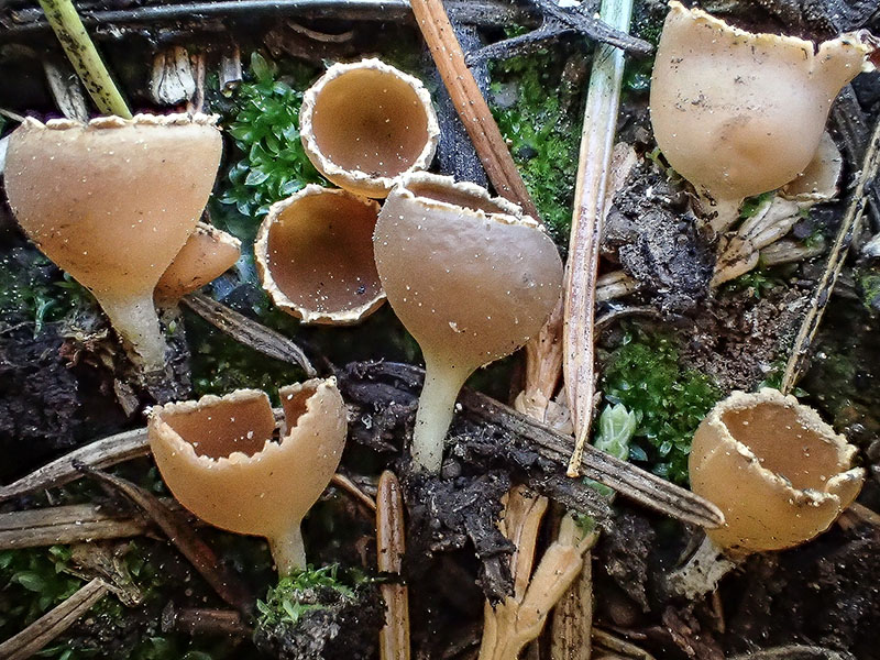California Fungi: Geopyxis carbonaria