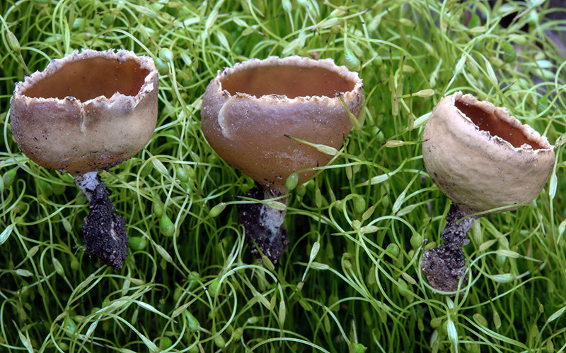 California Fungi: Geopyxis carbonaria