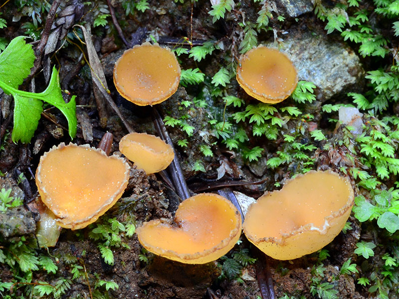 California Fungi: Geopyxis deceptiva