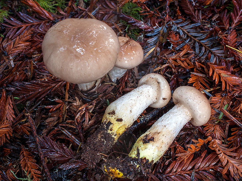 California Fungi: Gomphidius oregonensis