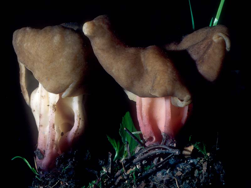 California Fungi: Gyromitra californica