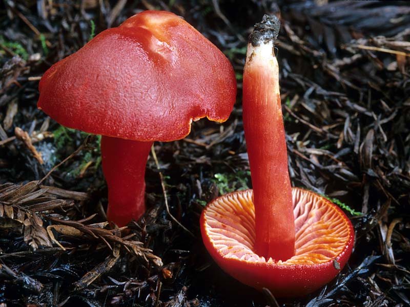 California Fungi: Hygrocybe coccinea