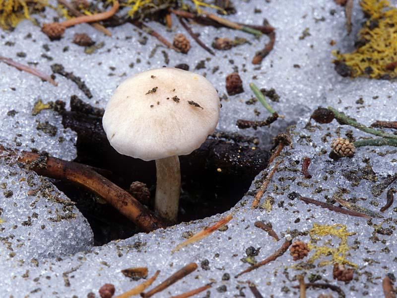 California Fungi: Hygrophorus goetzii
