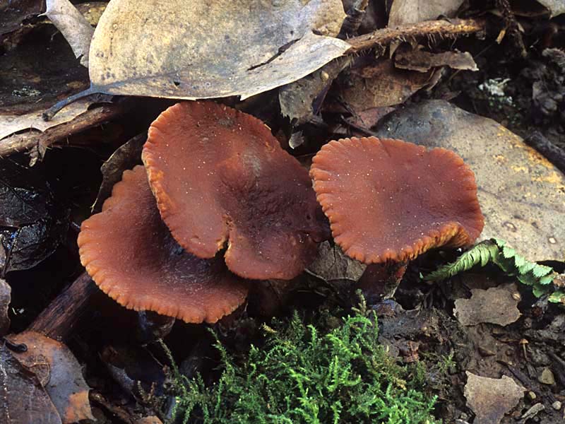 California Fungi: Lactarius rubidus