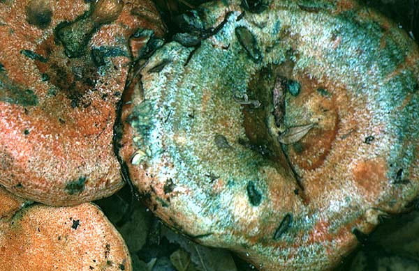 California Fungi: Lactarius rubrilacteus