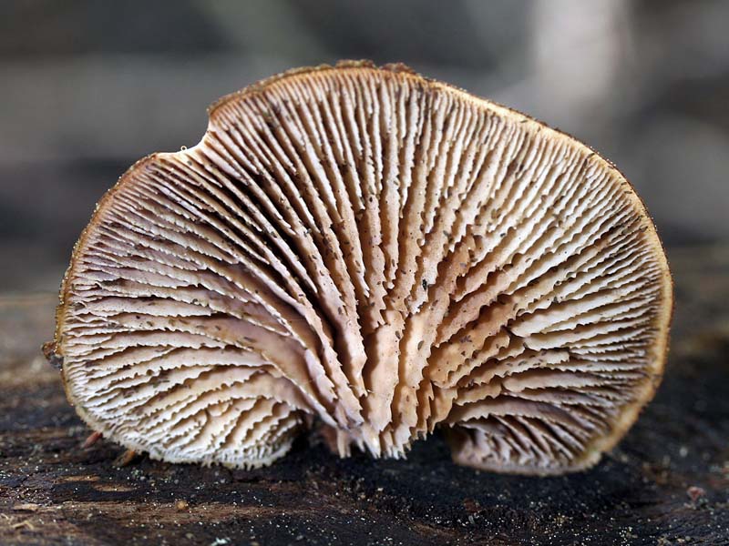 California Fungi: Lentinellus montanus